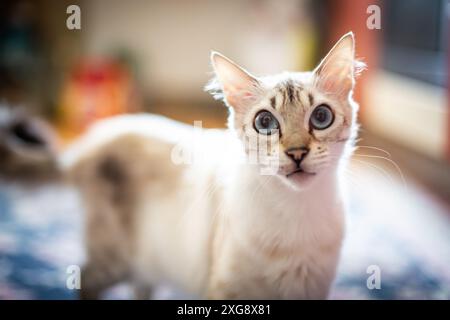 Cashmere Bengal cat Stock Photo - Alamy