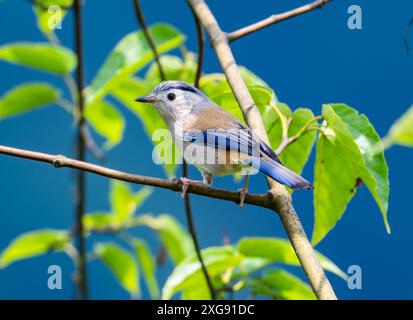 blue-winged minla, Actinodura cyanouroptera Stock Photo - Alamy