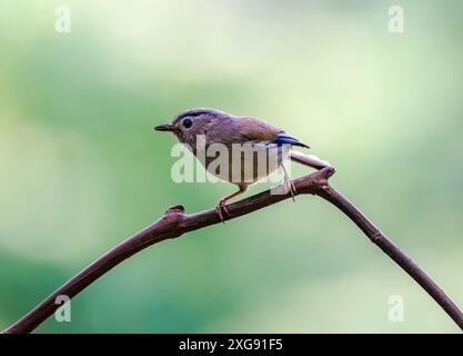 blue-winged minla, Actinodura cyanouroptera Stock Photo - Alamy