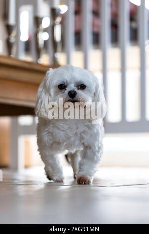 Cute little mixed breed Boomer dog, sitting up facing front. Looking ...