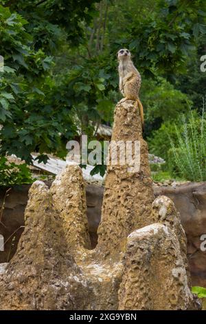 Interior of pavilions in a modern zoo with wild animals Stock Photo - Alamy