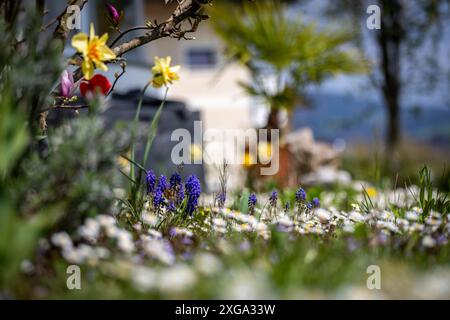 Beautiful spring time flower scenery with colorful blossoms and tulips ...
