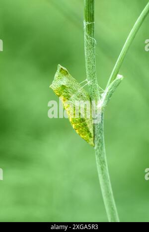 Chrysalis of Swallowtail butterfly, Papilio zelicaon pupa attached to ...