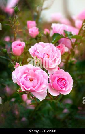 A bush of pink blooming roses with buds, summer bloom Stock Photo - Alamy