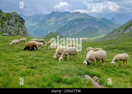 flock of sheep in the meadows of Portalet, Ayous lakes tour, Pyrenees ...