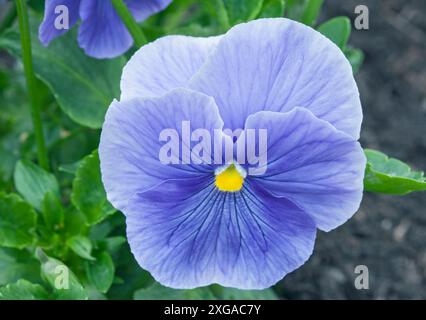 Pansy Delta "True Blue Stock Photo - Alamy