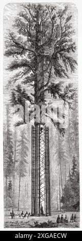 The Father of the Forest is a giant redwood tree located in California ...