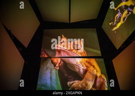 Video display of biodiversity of Panama, Biomuseo, a museum focused on ...