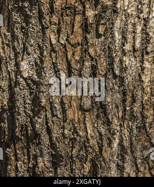 Vector illustration of Eucommia bark background. Natural surface ...