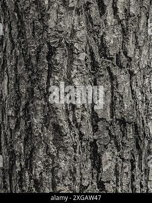 Vector illustration of Eucommia bark background. Natural surface ...