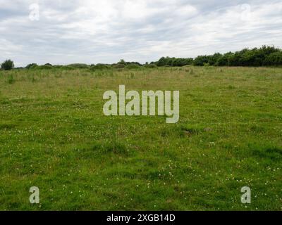 Field rewilded and shaped by animals, Knepp Castle Estate, West Sussex ...