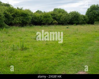 Field rewilded and shaped by animals, Knepp Castle Estate, West Sussex ...