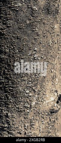 Vector illustration of Laburnum bark background. Natural bean surface ...