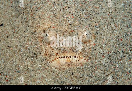 Marbled Stargazer, Komodo national park, Indonesia (Uranoscopus ...