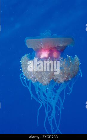Crown jellyfish Netrostoma setouchina Egypt Africa Sinai Ras Mohammed ...