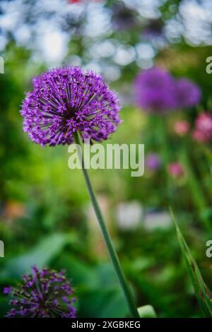 Himalayan giant garlic or Allium giganteum France Stock Photo - Alamy
