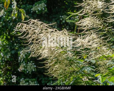 White backlit flowers of Aruncus dioicus, common name goat's beard or ...