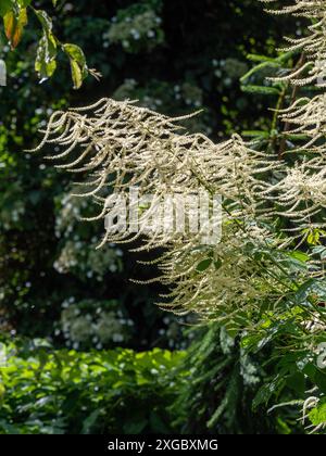 Aruncus dioicus, goats beard Stock Photo - Alamy