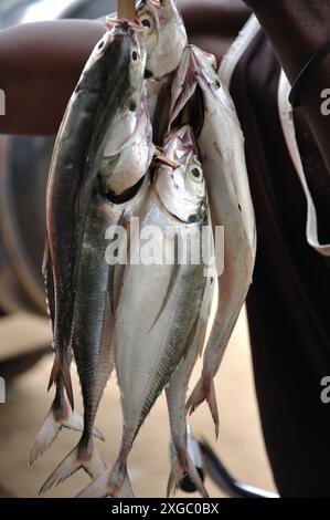 Fresh fish for sale, New Mambone, Inhambane, Mozambique Stock Photo - Alamy