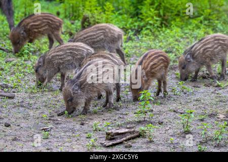 Wildschwein Frischling bei der Futtersuche Allgaeu Deutschland *** Wild ...