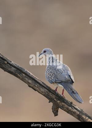 Spotted Dove or eastern spotted dove is a small and common resident ...