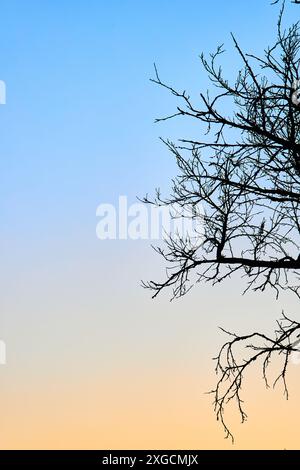 Against backdrop of blue cloudless autumn sky, three ripe heads with ...
