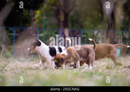 Number of Indian street dog puppies playing together on field Stock ...