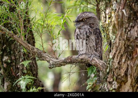 Tawny Frogmouth - Podargus strigoides, unique large nocturnal bird from ...