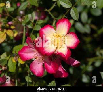 Rosa Star Profusion Stock Photo - Alamy