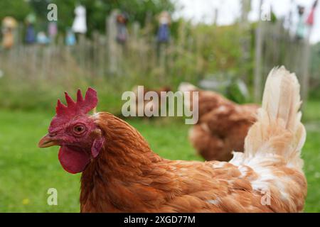 PRODUCTION - 03 July 2024, Schleswig-Holstein, Großenbrode: Chicken ...