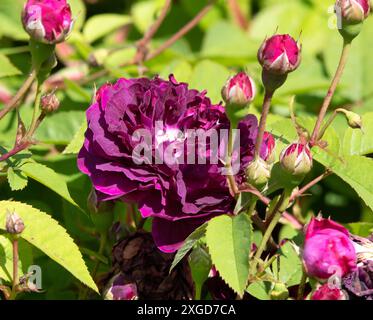 Purple Shrub rose ‘Cardinal de Richelieu’ in flower Stock Photo - Alamy