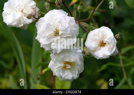 Rosa Midsummer Snow Stock Photo - Alamy