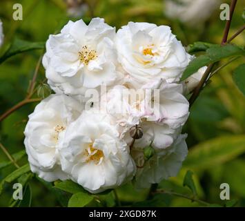Rosa Midsummer Snow Stock Photo - Alamy