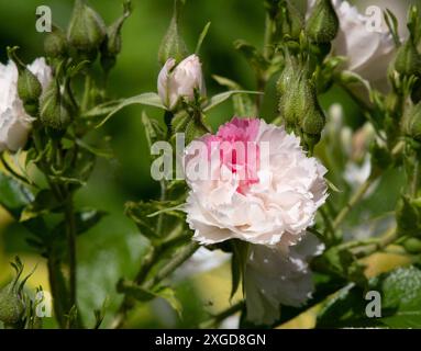 Rosa White Grootendorst Stock Photo - Alamy