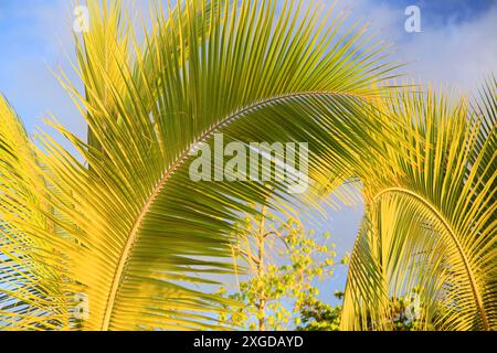 Palm tree details, Bora Bora, French Polynesia, South Pacific, Pacific ...