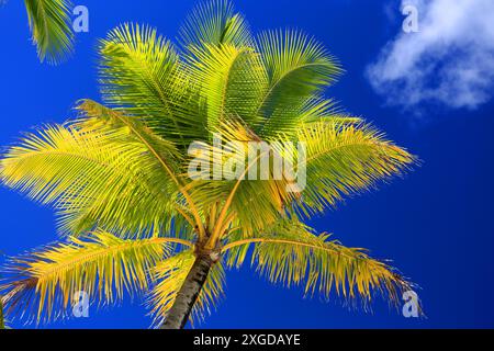 Palm tree, Le Bora Bora by Pearl Resort, Moto Tevairoa island, Bora ...