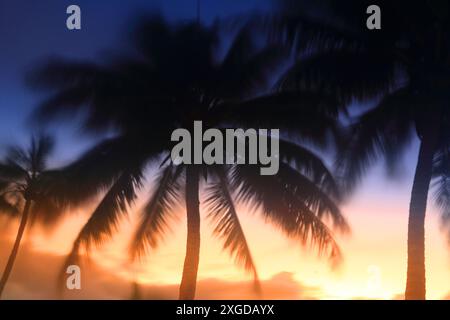 Palm trees and sunset, Edgewater Resort, Rarotonga, Cook Islands, South ...