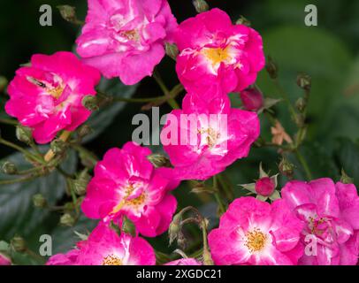 Rosa Robin Hood Stock Photo - Alamy