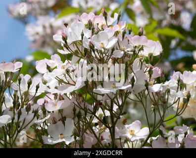 Rose 'Bobbie James' Stock Photo - Alamy