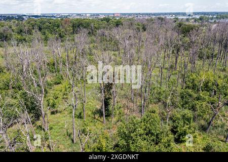 Detroit, Michigan - Dead trees on Belle Isle, an island state park in ...