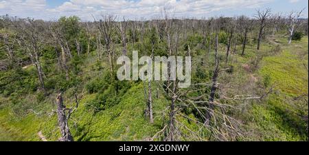 Detroit, Michigan - Dead trees on Belle Isle, an island state park in ...