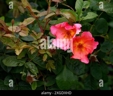 Rosa Morning Mist,Rose Morning Mist,David Austin rose,roses,english ...