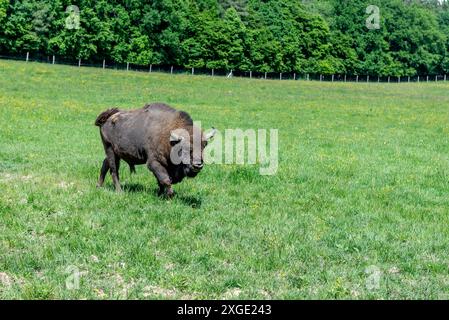 European bison adult female in forest, an endangered species Stock ...