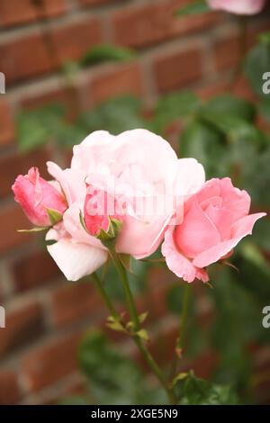 Copenhagen/ Denmark/08 July 2024/Pink rose flwoers tiny garden in ...