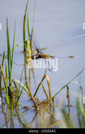 Female back-tailed skimmer (Orthetrum cancellatum) in flight at Heather ...