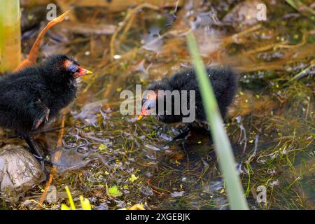 Young water bird, Cosmeston Lakes and Country Park, Penarth, Cardiff ...