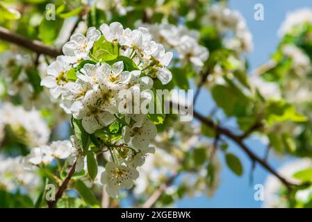 Detalle de las flores de un majuelo, Crataegus monogyna, en primavera ...