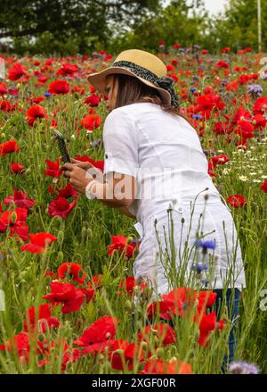 Blooming poppy flowers in summer Stock Photo - Alamy