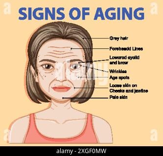 Visual depiction of common aging signs Stock Vector Image & Art - Alamy