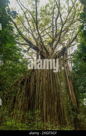 a large old tree with aerial roots Stock Photo - Alamy